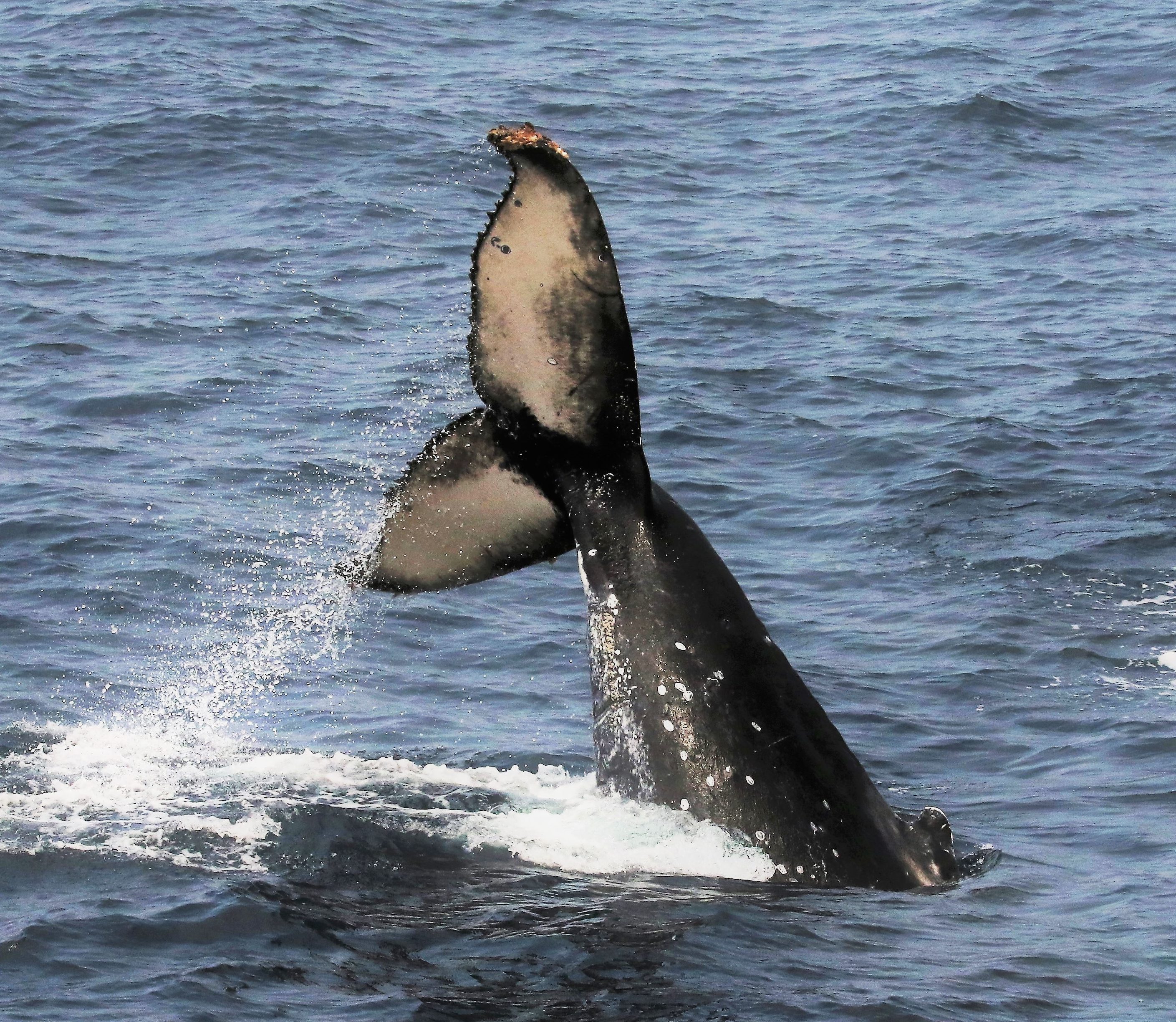Marine Megafauna Study Off Angola