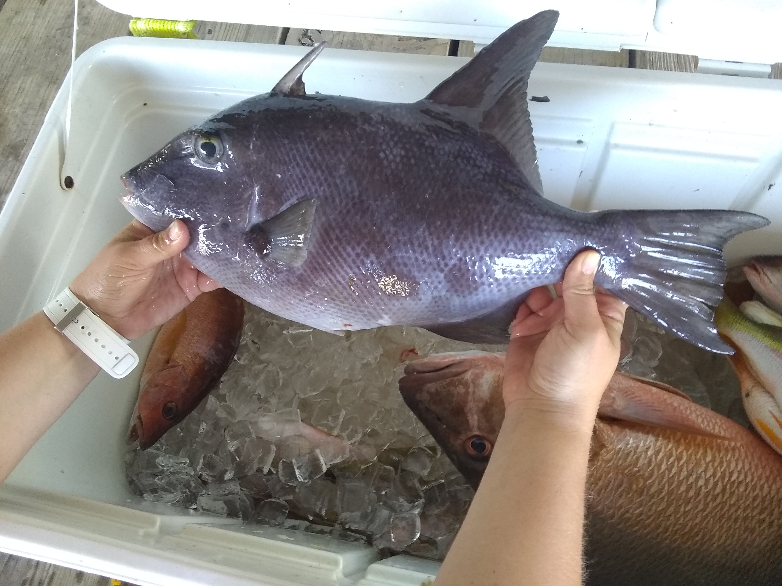 Survey of Fishing Activity at Naval Station Guantanamo Bay